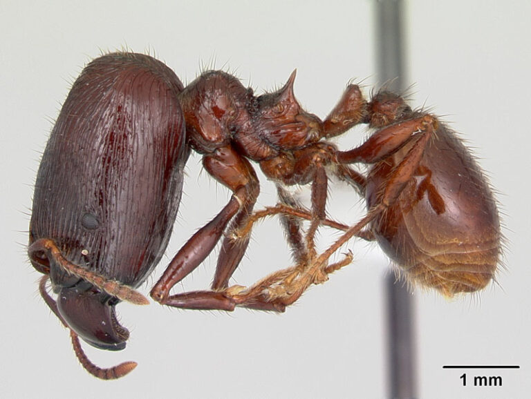The Lurker's Guide to Pheidole