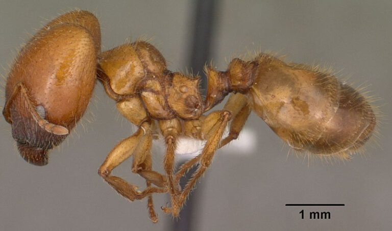The Lurker's Guide to Pheidole