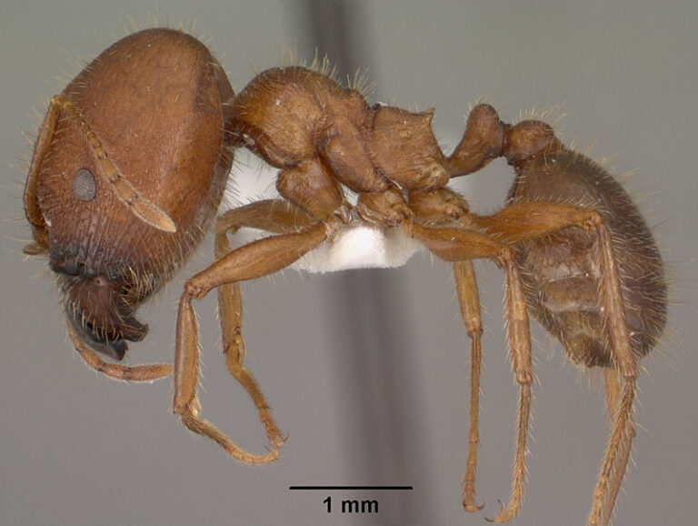 The Lurker's Guide to Pheidole